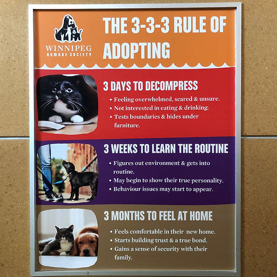Preparing To Adopt Petty Pawz Rescue